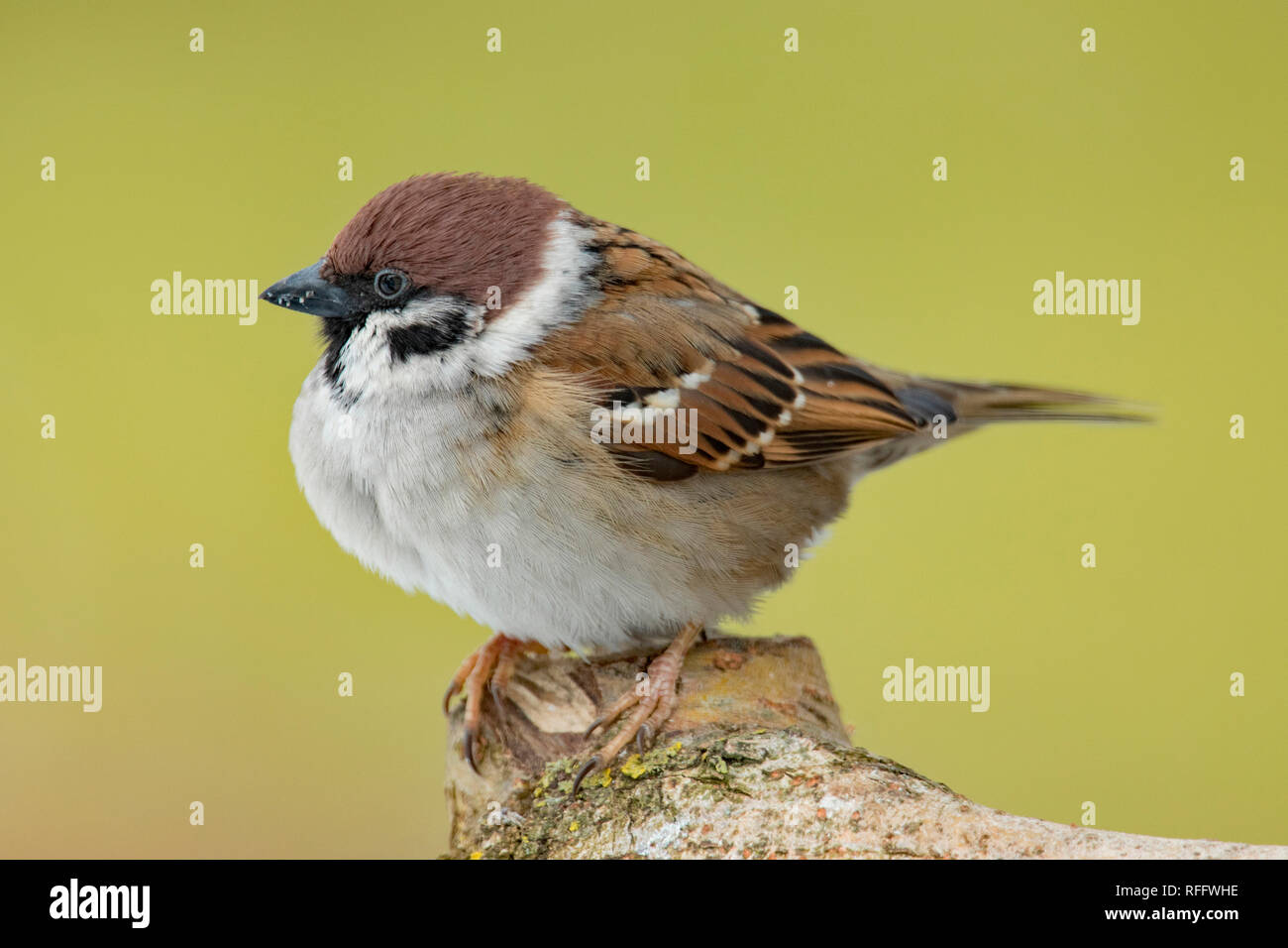 Tree sparrows hi-res stock photography and images - Alamy