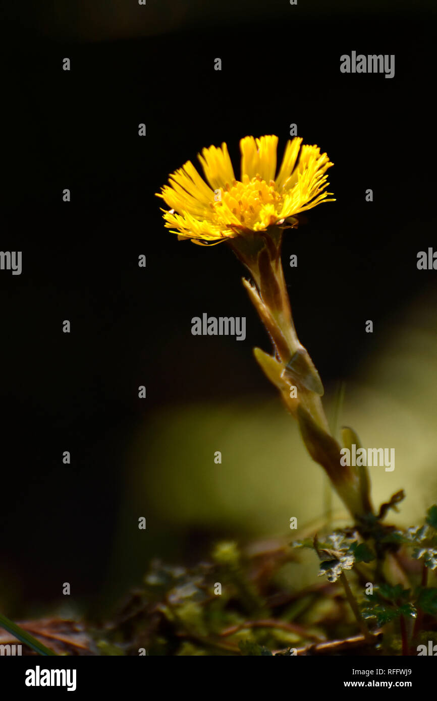 Coltsfoot plant plants hi-res stock photography and images - Alamy