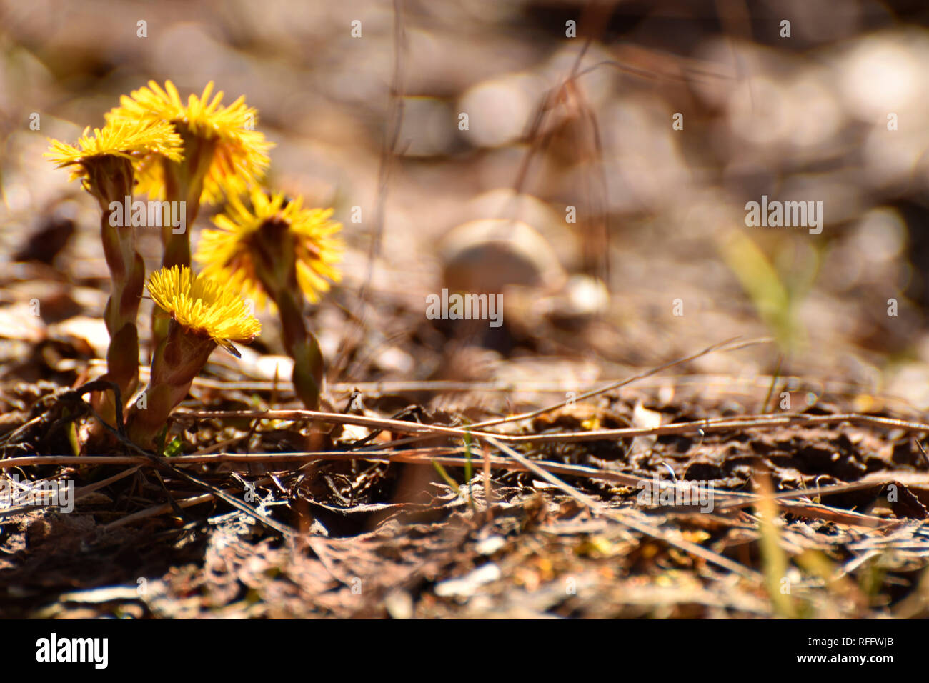 Coltsfoot plant plants hi-res stock photography and images - Alamy