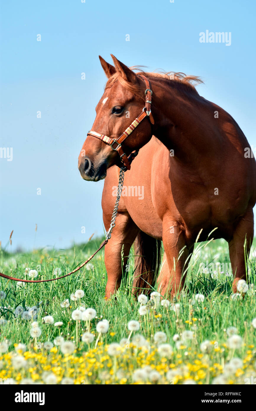 American Quarter Horse, breeding mare, sorrell Stock Photo - Alamy