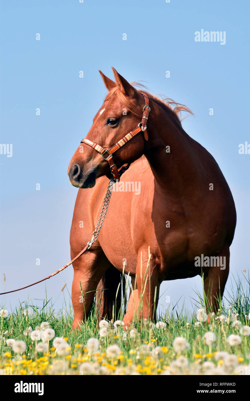 Breeding mare hi-res stock photography and images - Alamy
