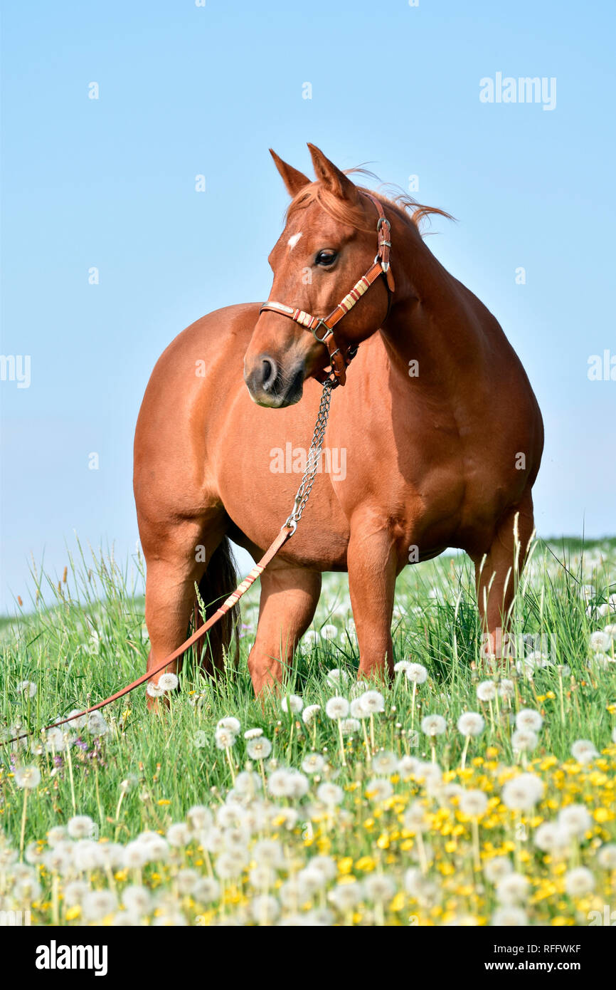 Horse breeding hi-res stock photography and images - Alamy