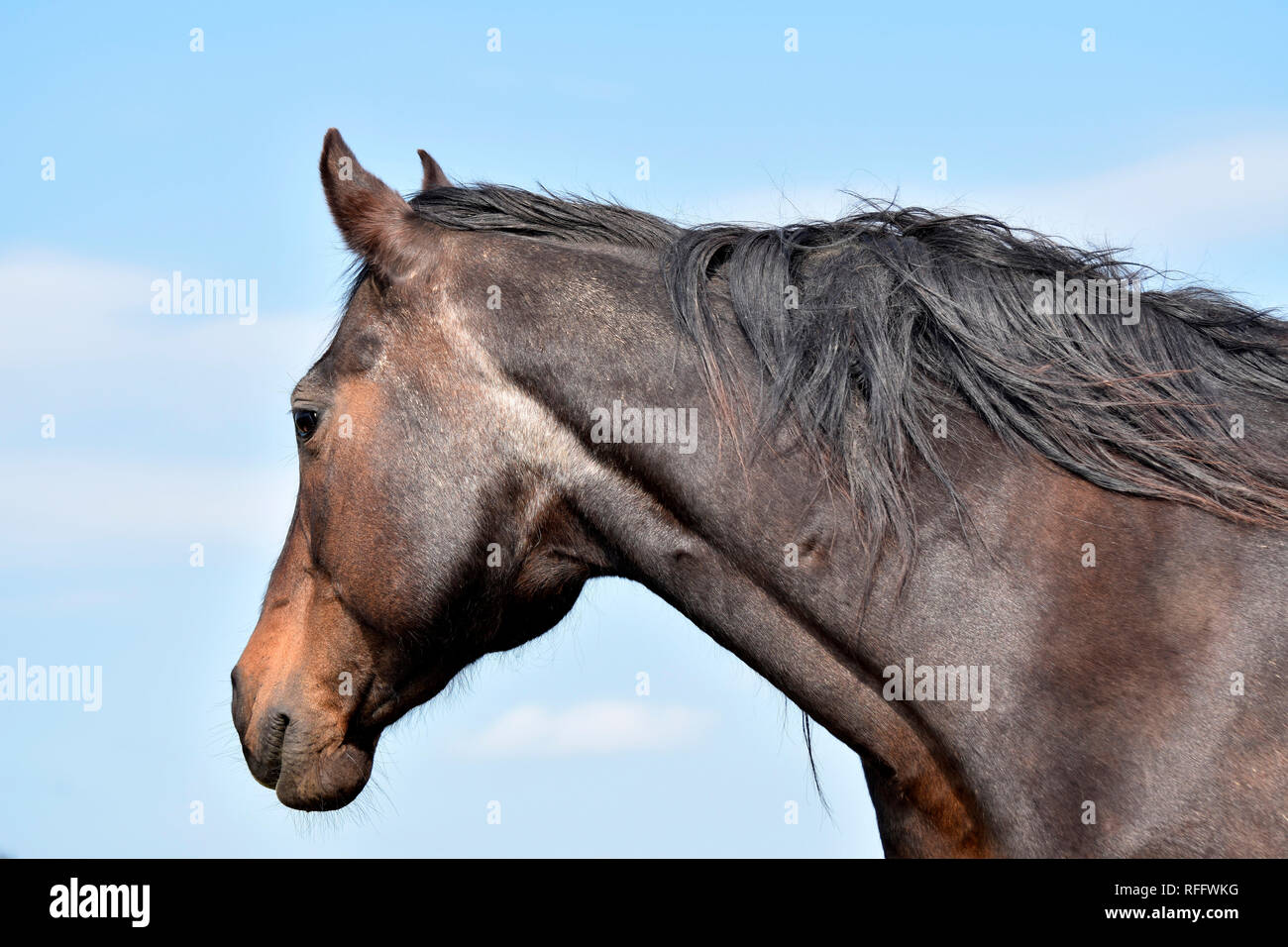 American Quarter Horse, breeding mare, old horse, 28 years of age Stock ...