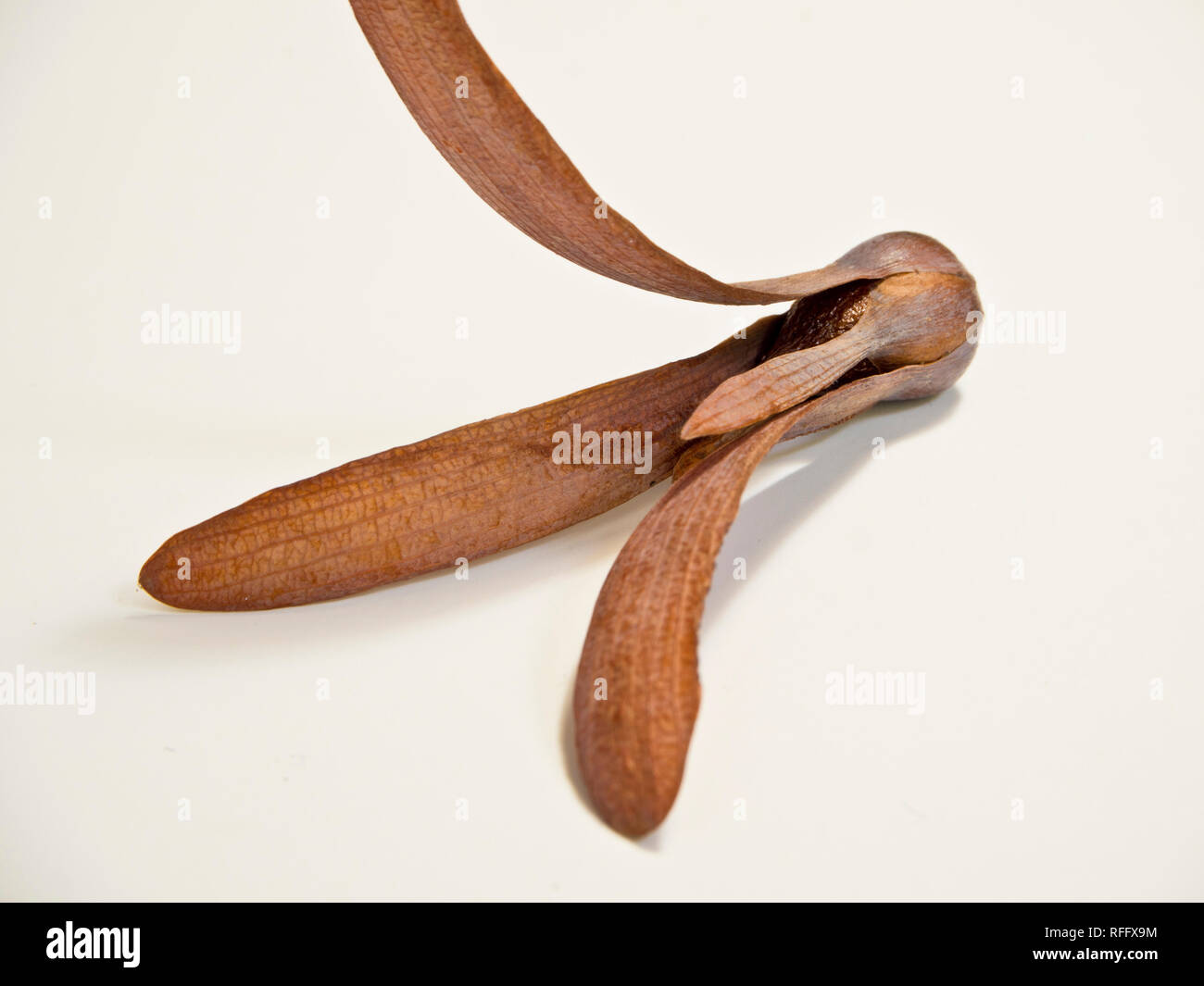 Dipterocarpaceae seed hi-res stock photography and images - Alamy