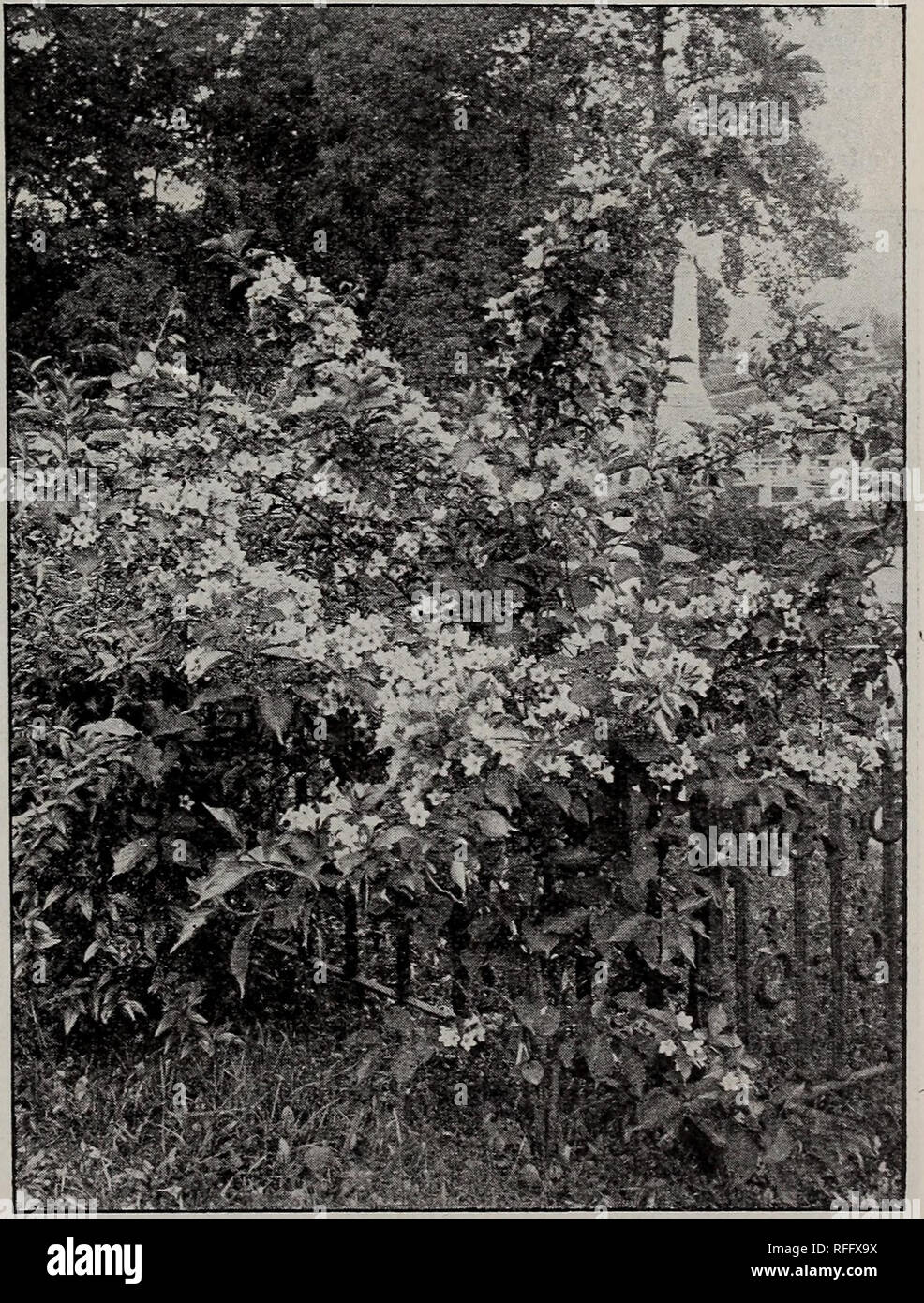 . [Catalogue]. Nursery stock Maryland Baltimore Catalogs; Fruit trees ...