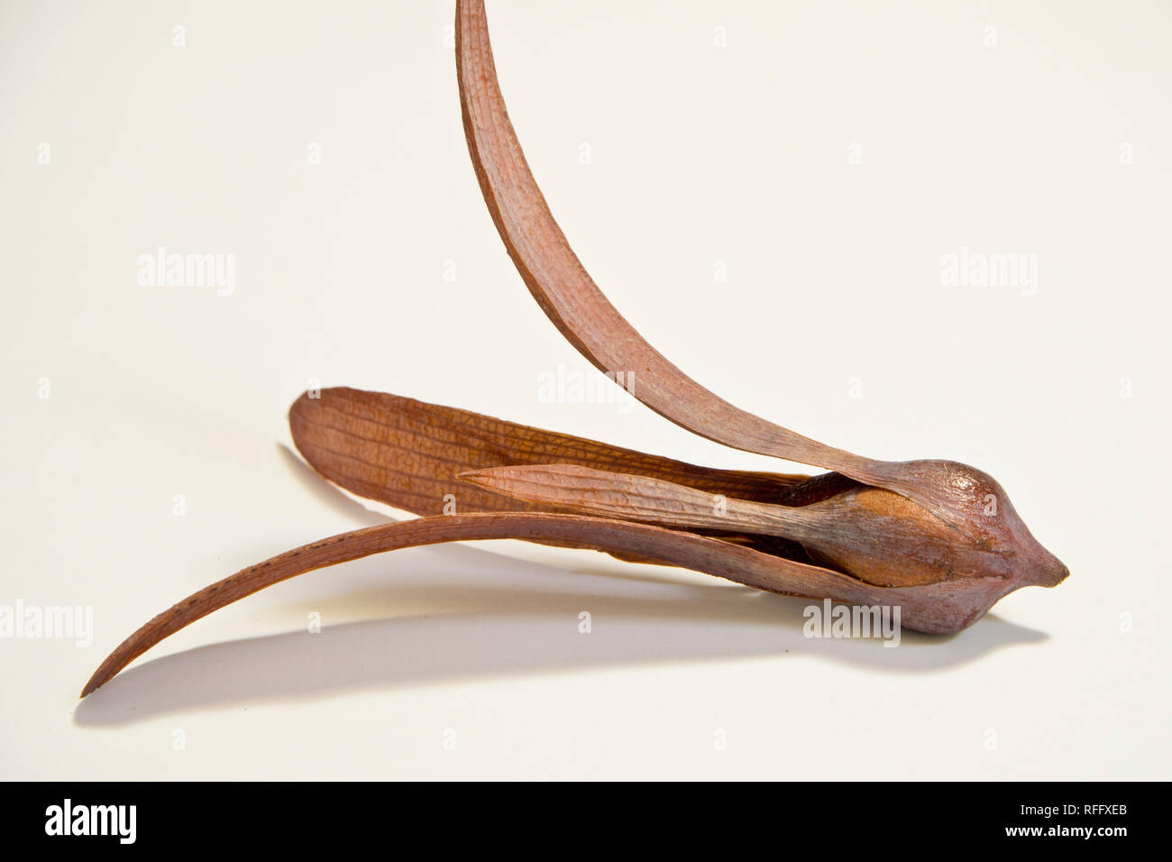 Wings of Meranti seed Stock Photo - Alamy