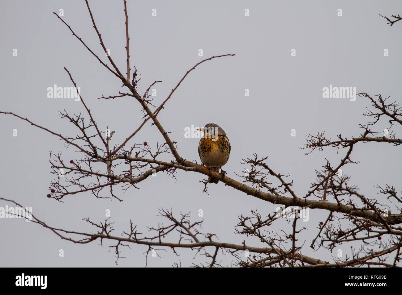 Fieldfare at Saltholme RSPB Reserve Stock Photo - Alamy