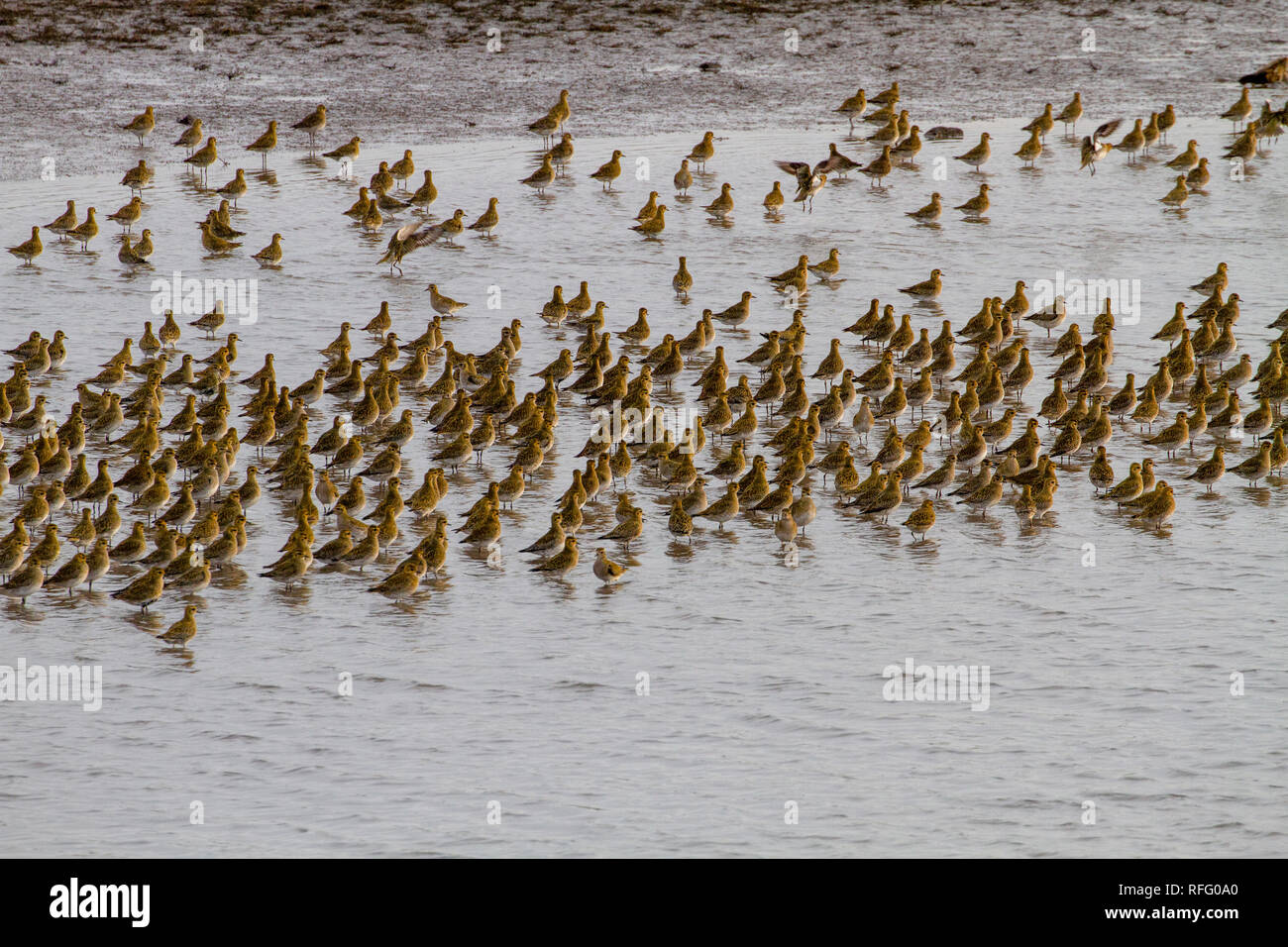 Flock of Golden Plover Stock Photo - Alamy
