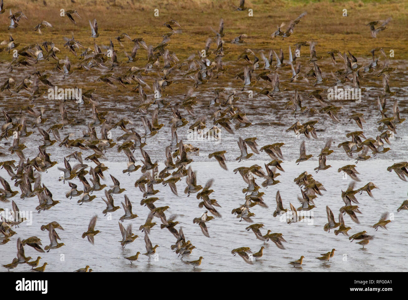 Wader flock hi-res stock photography and images - Alamy