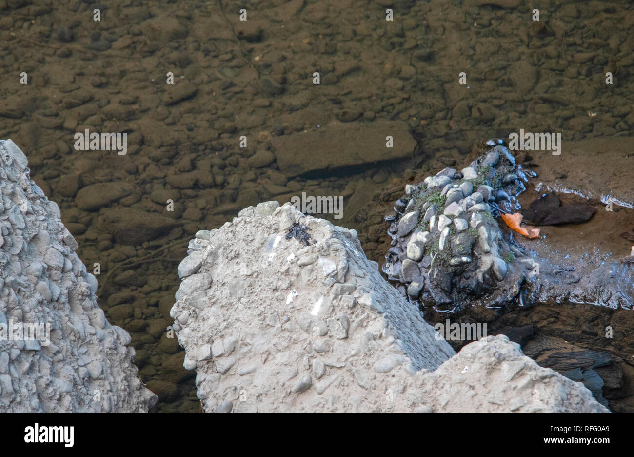 Otter spraint on rock in River Wear Stock Photo - Alamy