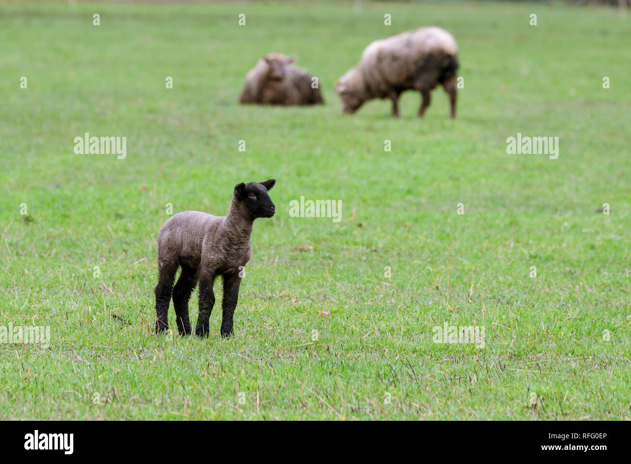 One spring lamb in a field with ewes in the background in rural Oregon ...