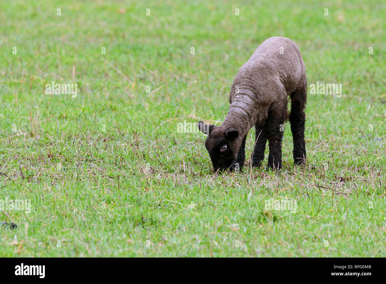 Spring lamb playing in field hi-res stock photography and images - Alamy