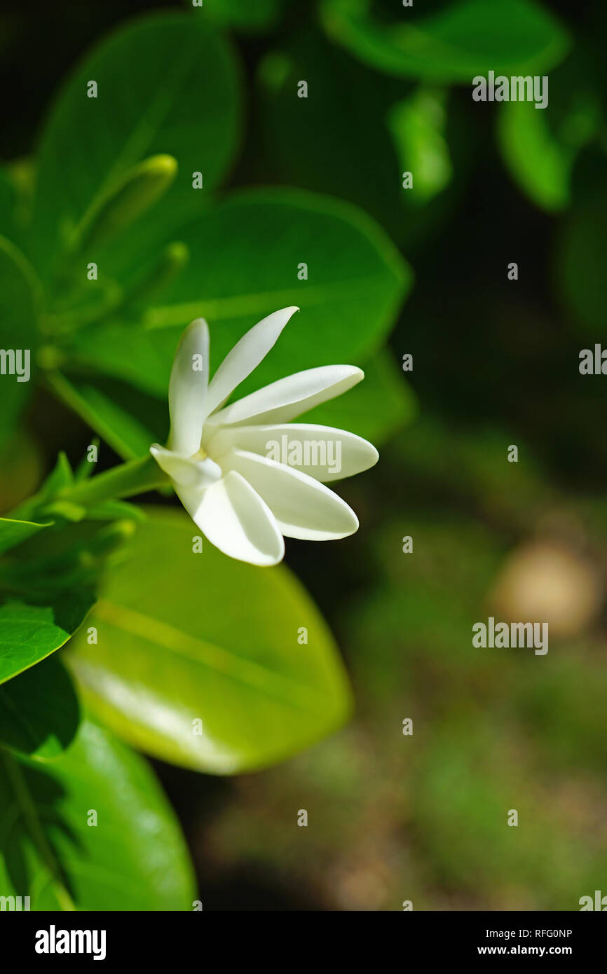 White fragrant tiare flower (Gardenia taitensis) growing on a plant in ...