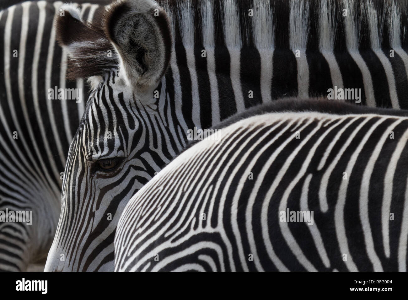 Zebra ears hi-res stock photography and images - Alamy