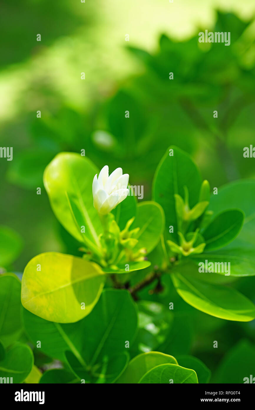Tiare flower hi-res stock photography and images - Alamy