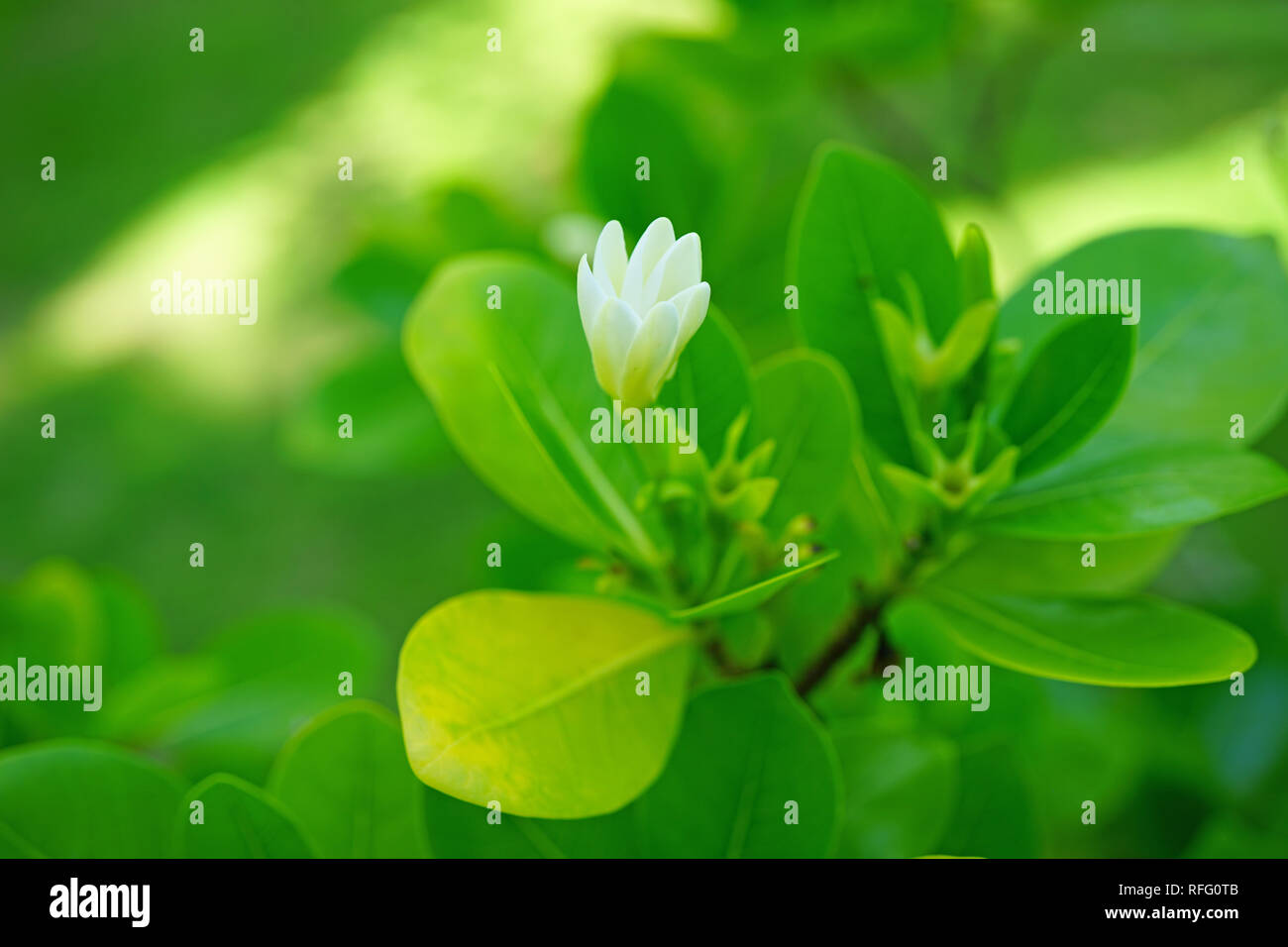 White fragrant tiare flower (Gardenia taitensis) growing on a plant in ...