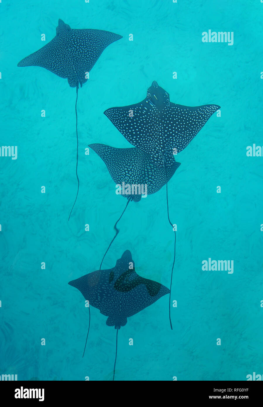 Bora bora reef fish hi-res stock photography and images - Alamy