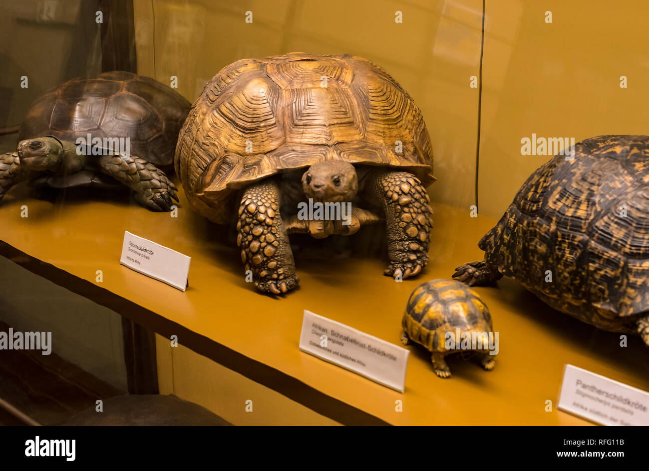 Dinosaur assembly hi-res stock photography and images - Alamy