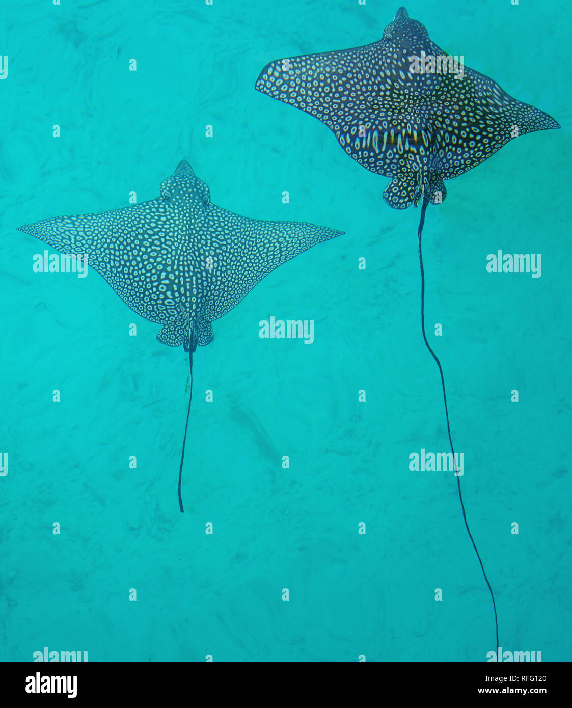 Bora bora reef fish hi-res stock photography and images - Alamy