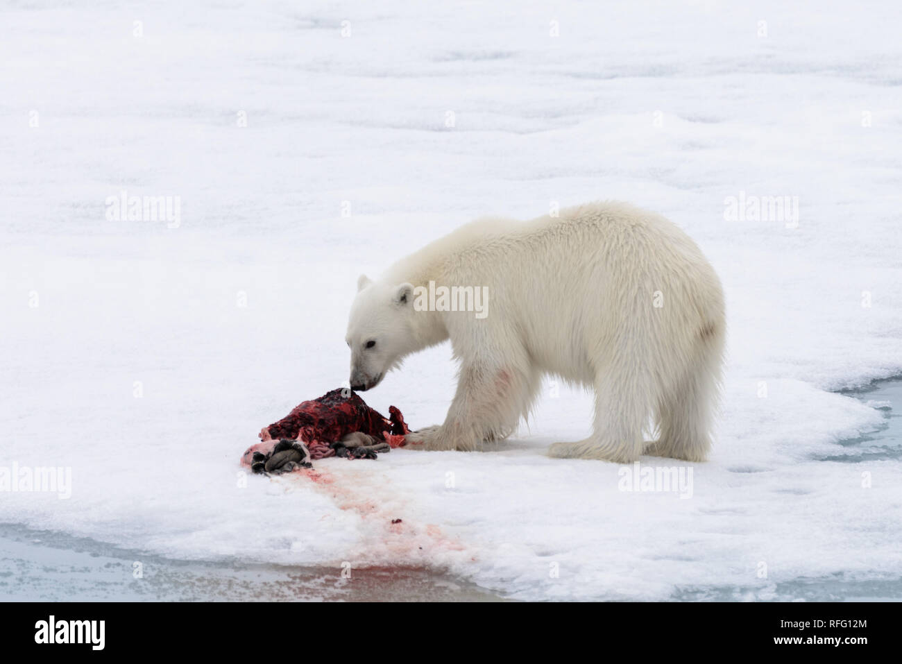 Polar bear eating seal on pack ice Stock Photo - Alamy