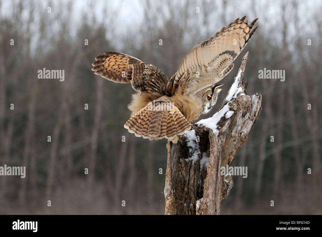 Largest hawk species in europe hi-res stock photography and images - Alamy