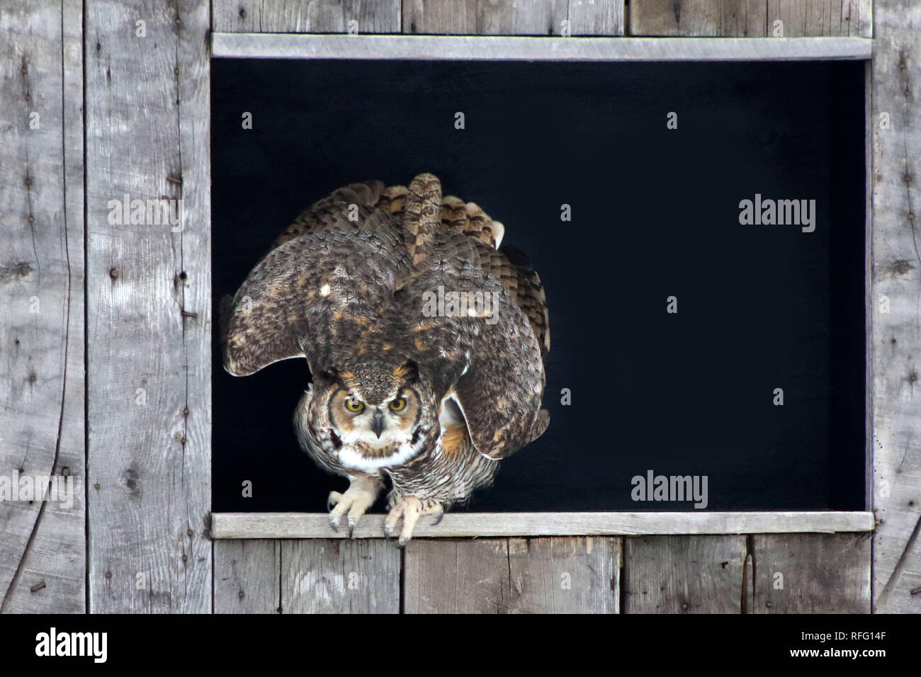 Great Horned Owl Taking off in barn window Stock Photo - Alamy