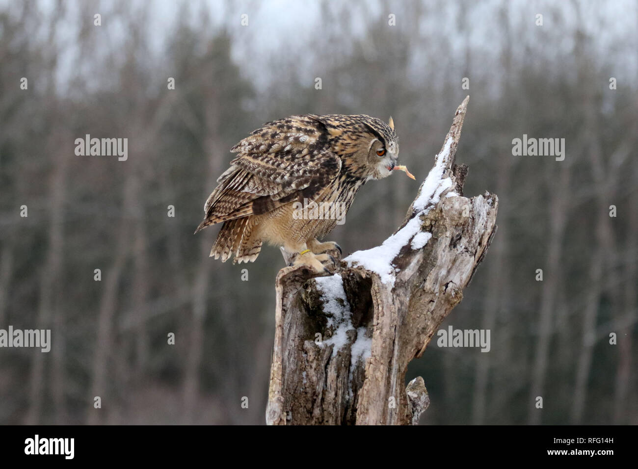 Largest hawk species in europe hi-res stock photography and images - Alamy