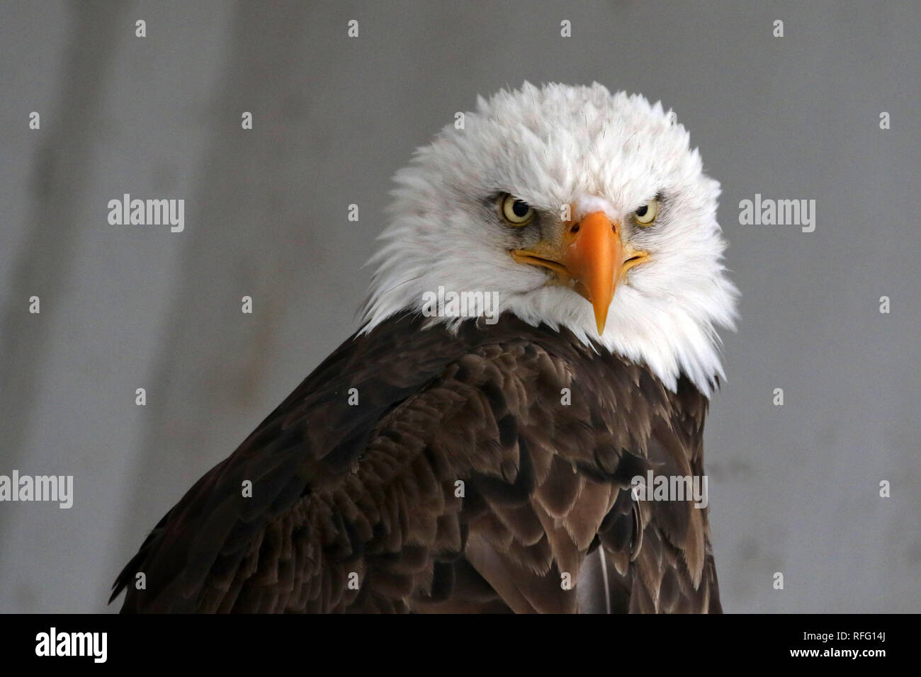 Bald Eagle at Canadian Raptor Conservancy Stock Photo - Alamy
