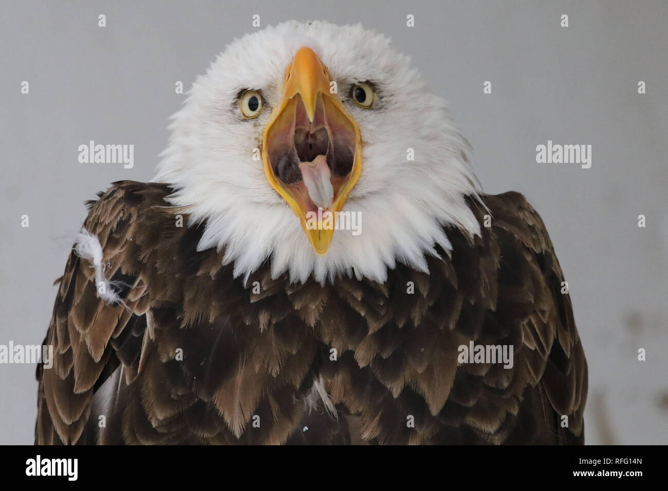 Bald Eagle at Canadian Raptor Conservancy Stock Photo - Alamy