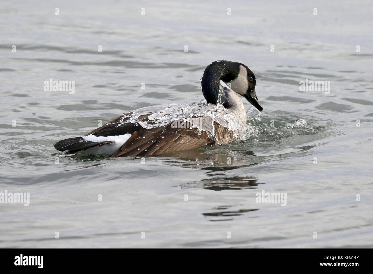 Canada goose tail feathers hi-res stock photography and images - Alamy
