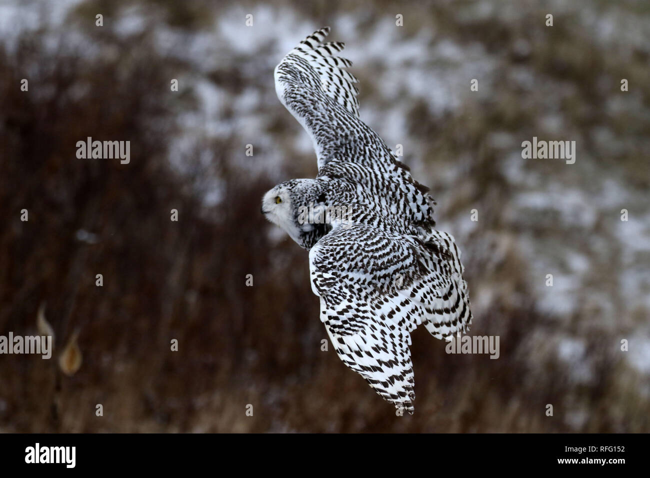 Snowy owl in fight Stock Photo - Alamy
