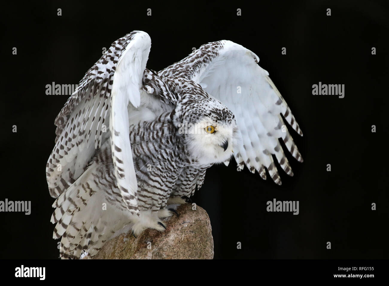 Diet of mice and small birds hi-res stock photography and images - Alamy