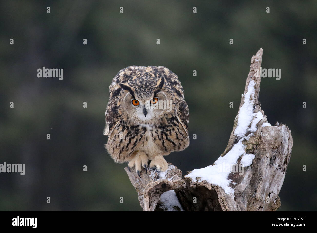 Largest hawk species in europe hi-res stock photography and images - Alamy