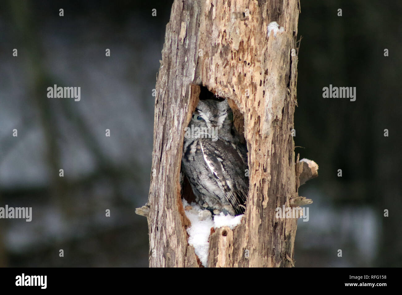 Eastern Screech owl on perch Stock Photo - Alamy
