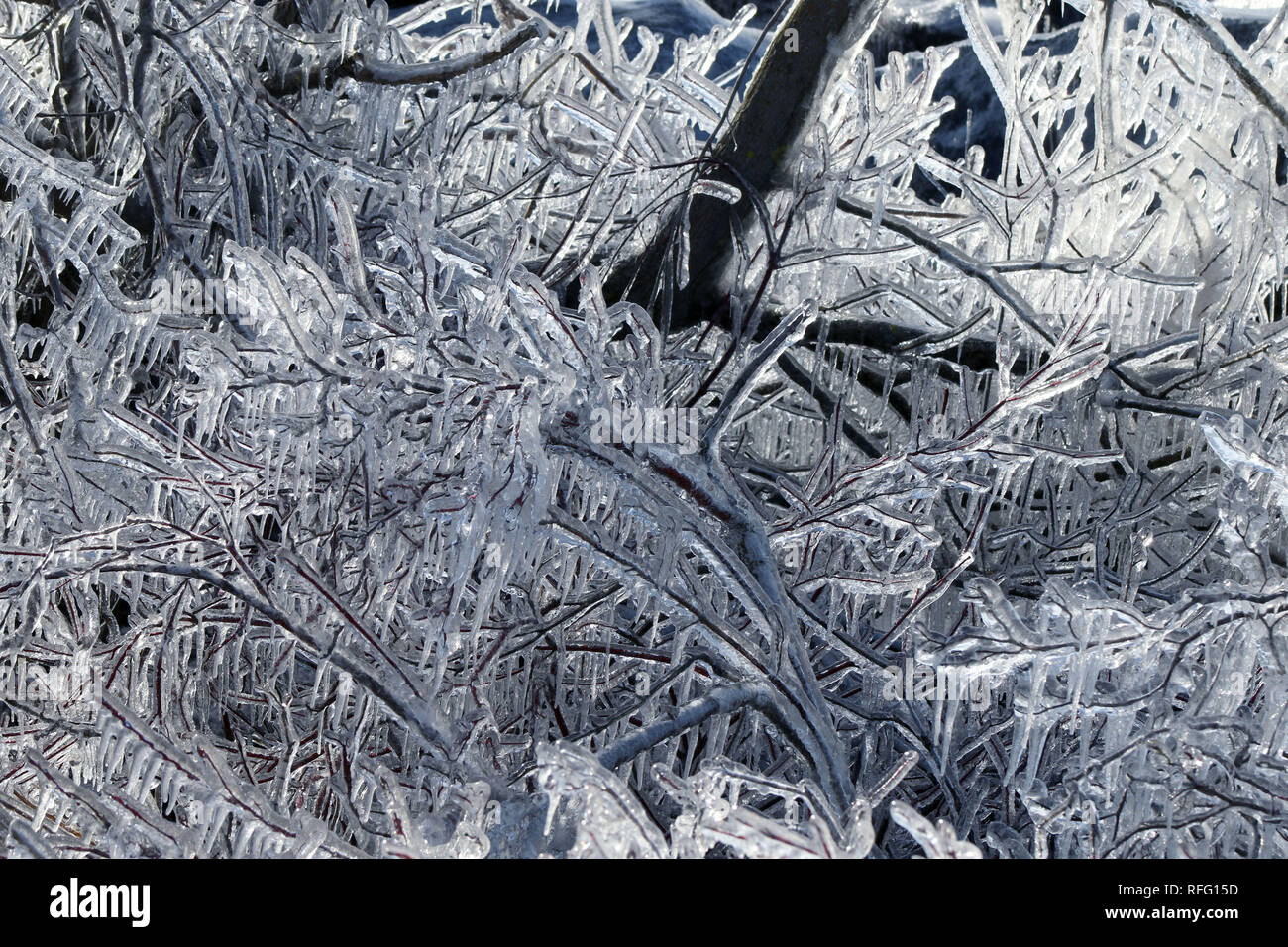 After the Ice Storm early morning Stock Photo - Alamy
