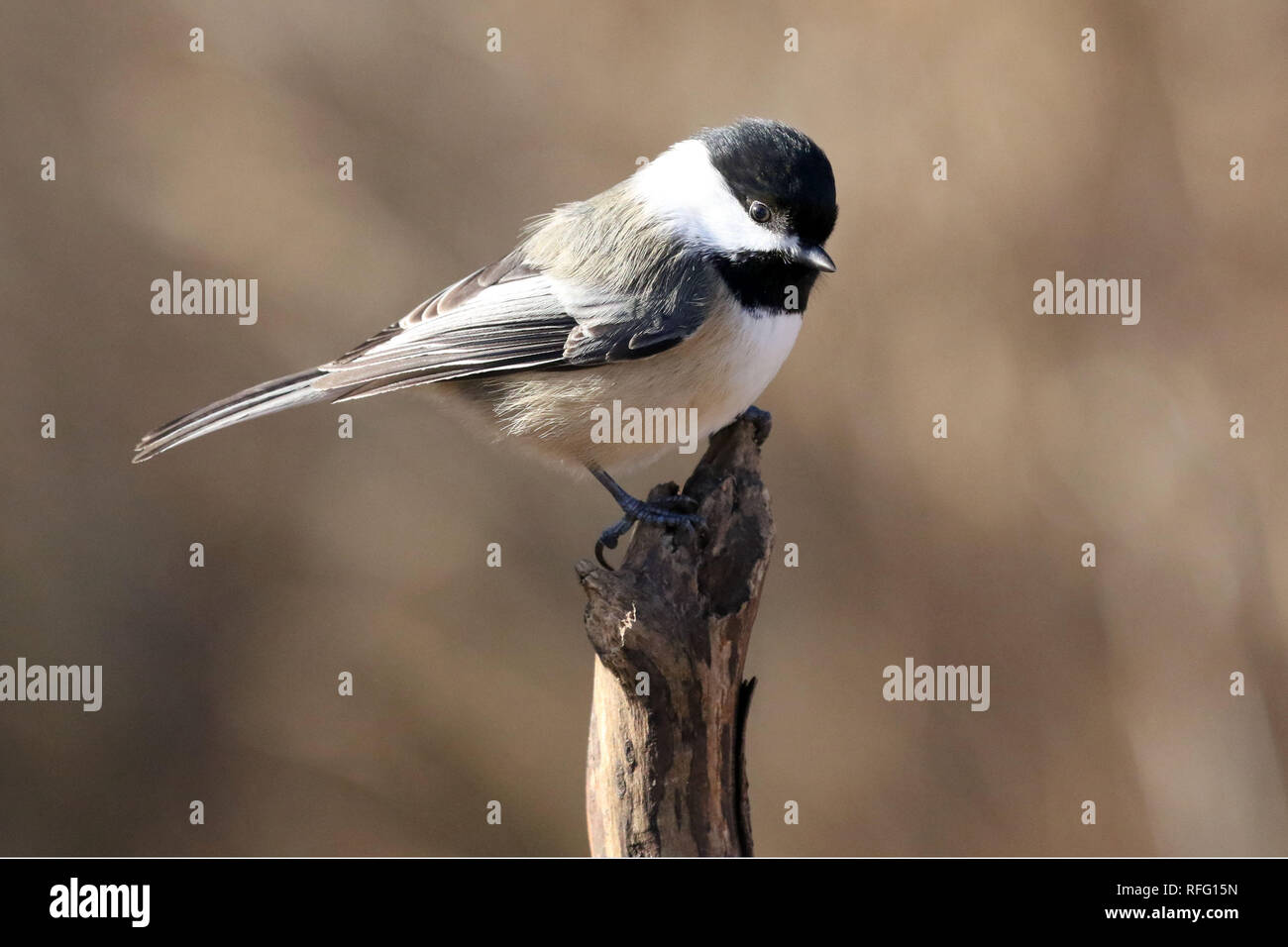 Chickadee tail hi-res stock photography and images - Alamy