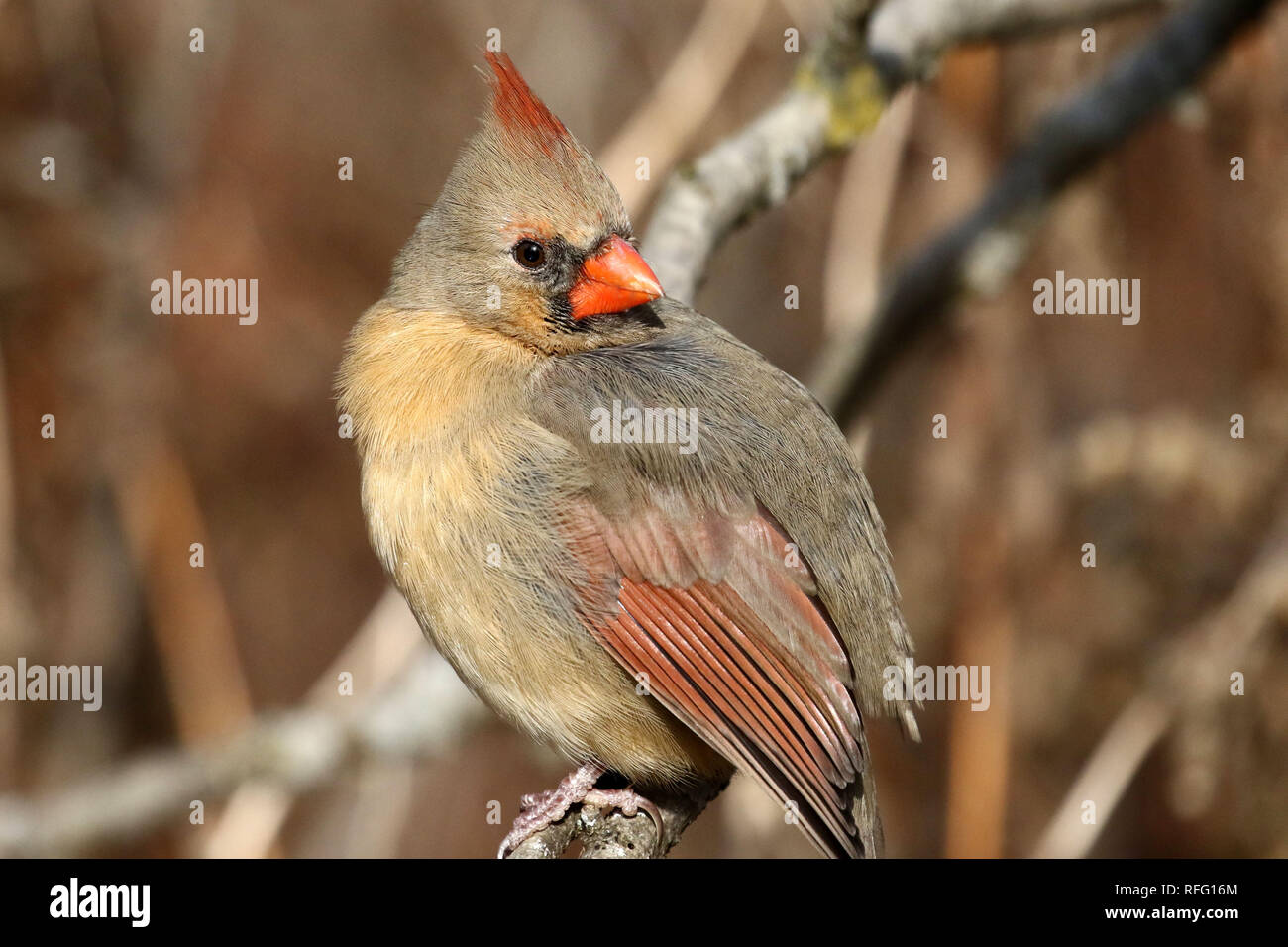 Northern cardinal in berries hi-res stock photography and images - Alamy
