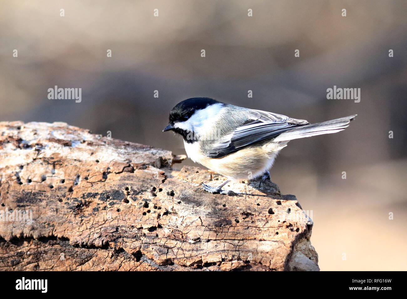 Chickadee on head hi-res stock photography and images - Alamy