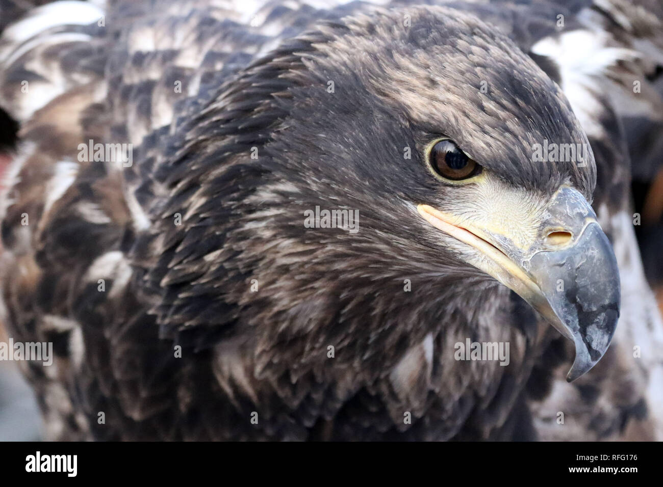 Immature bald eagle watching hi-res stock photography and images - Alamy