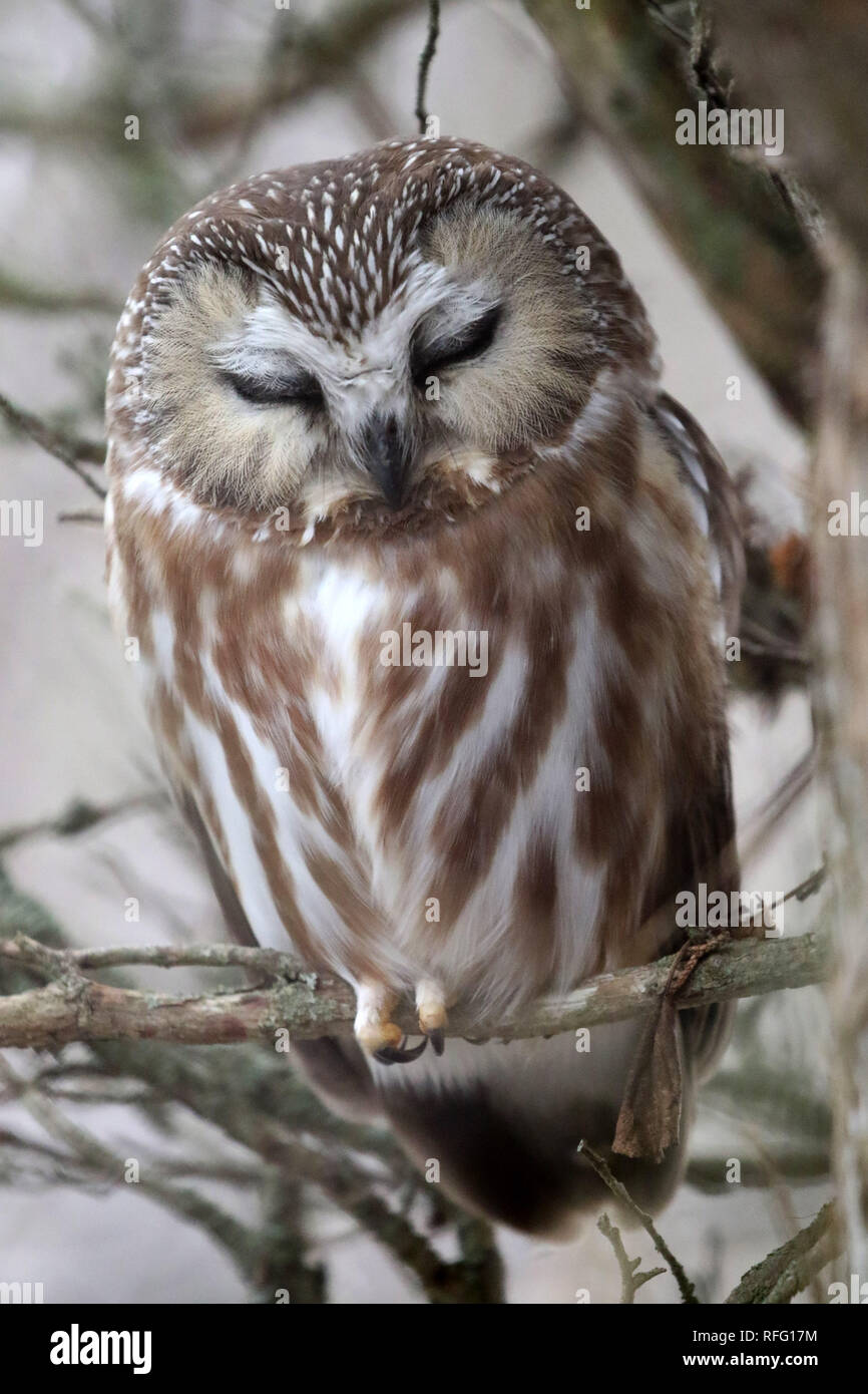 Saw whet owl sleeping hi-res stock photography and images - Alamy