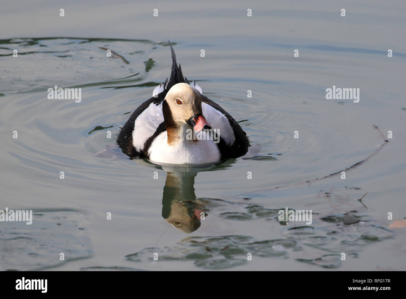 Long Neck Duck Stock Photos & Long Neck Duck Stock Images - Alamy