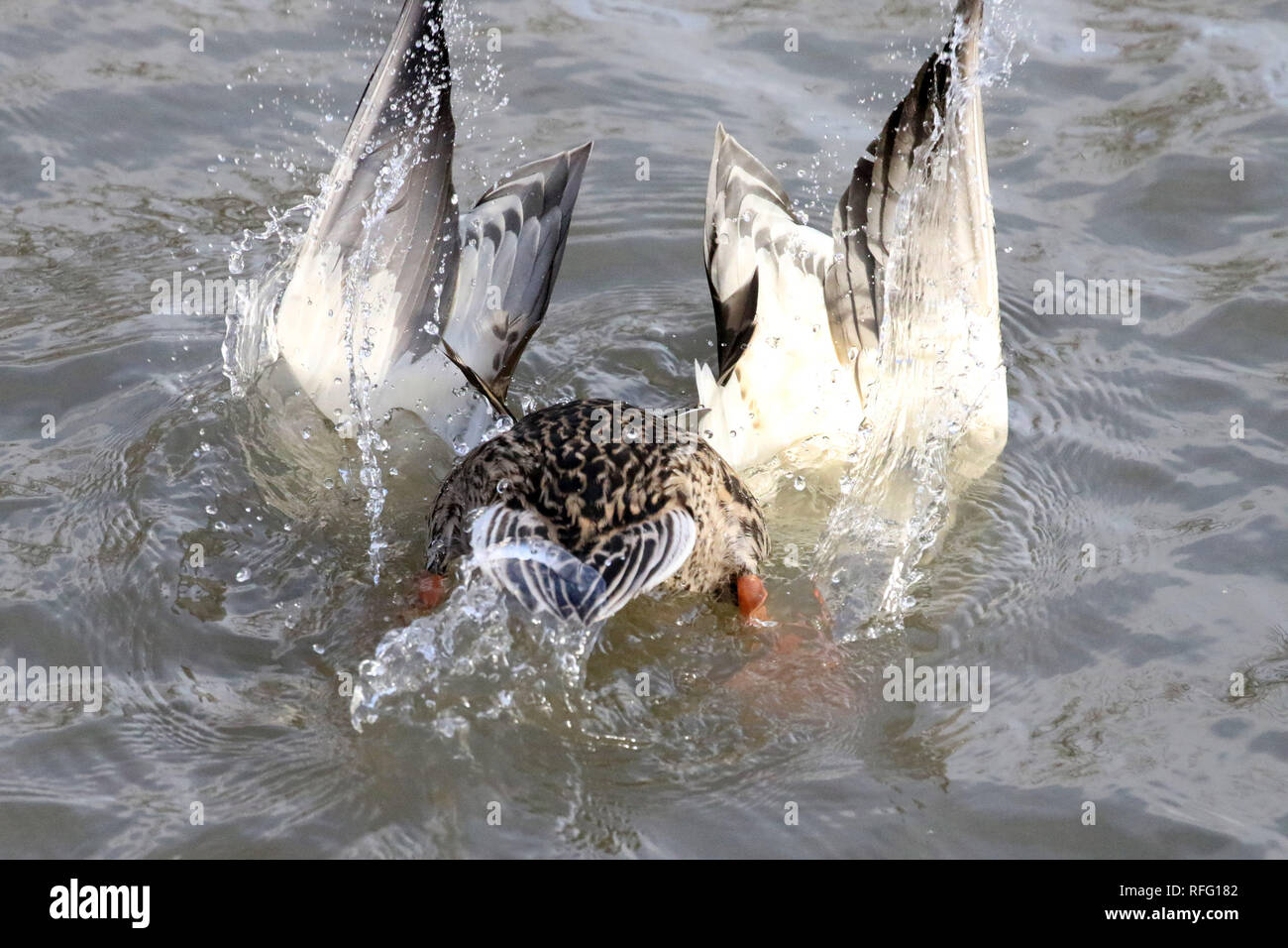 Blonde mallard hi-res stock photography and images - Alamy