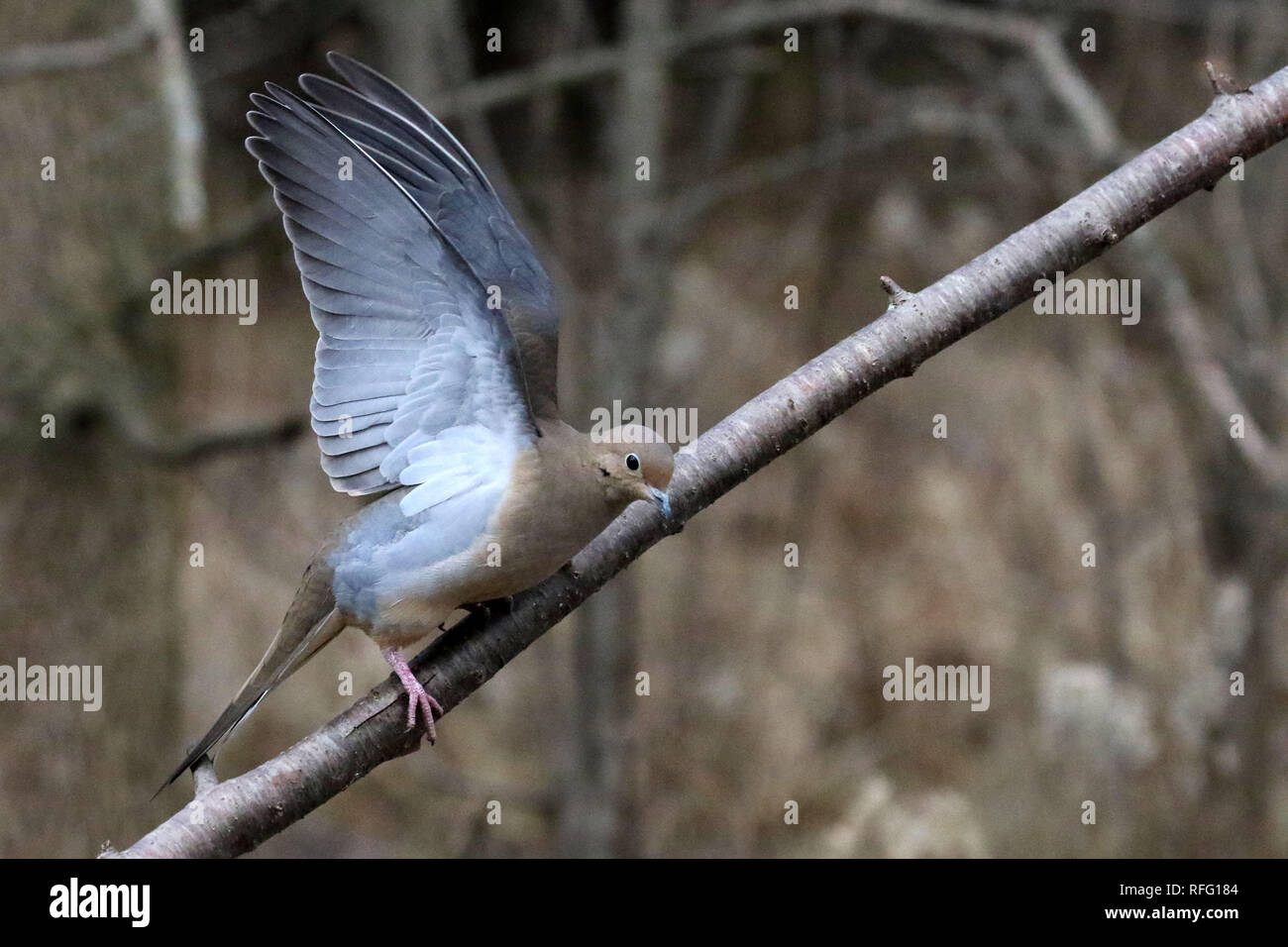 Mourning dove flying hi-res stock photography and images - Alamy