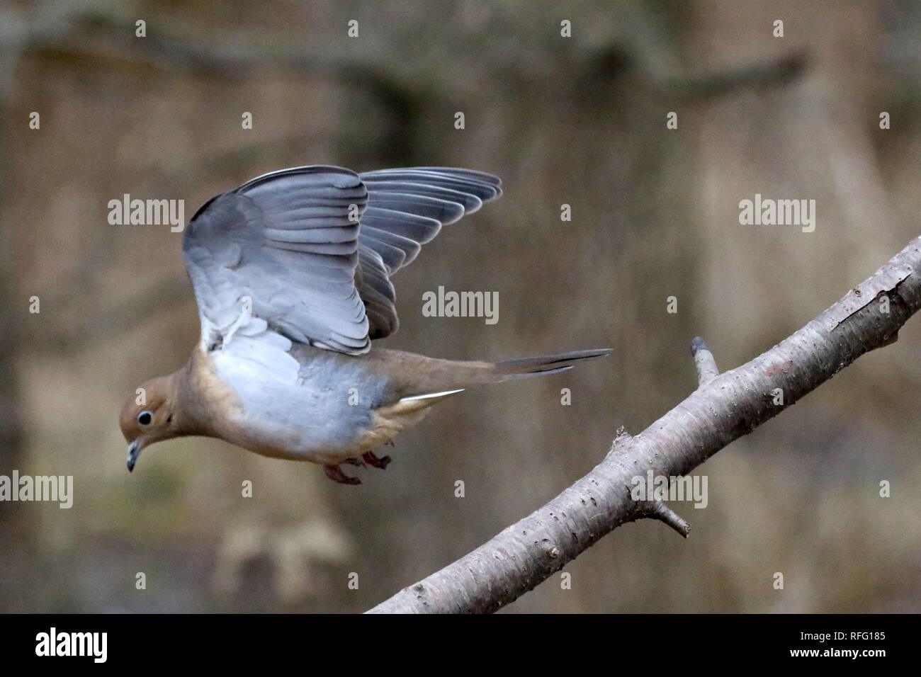 Dove Flying High Resolution Stock Photography and Images - Alamy