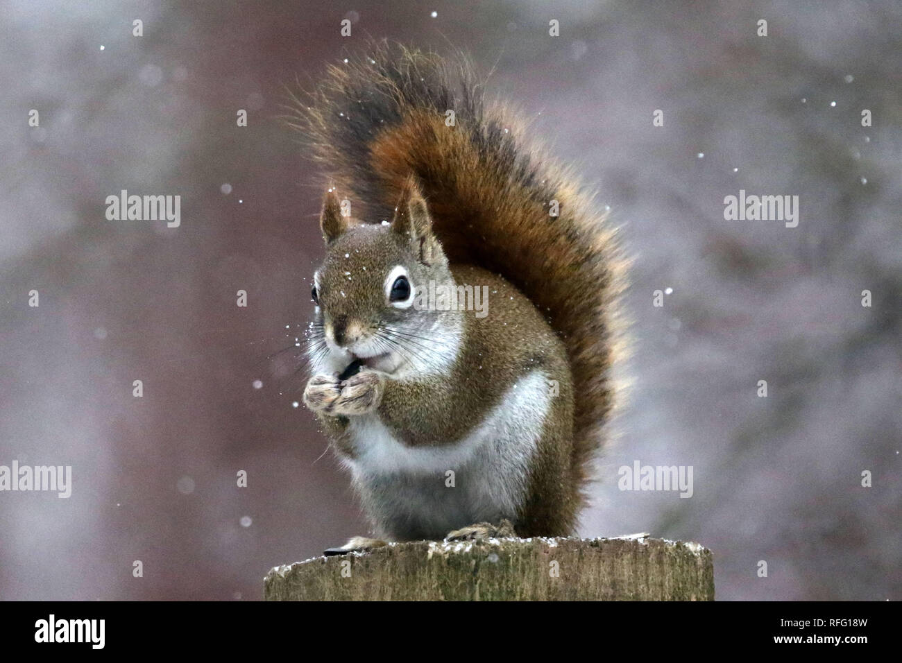 Loud chattering call hi-res stock photography and images - Alamy