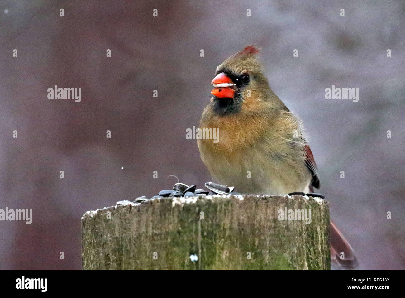 Conical shaped beak hi-res stock photography and images - Alamy