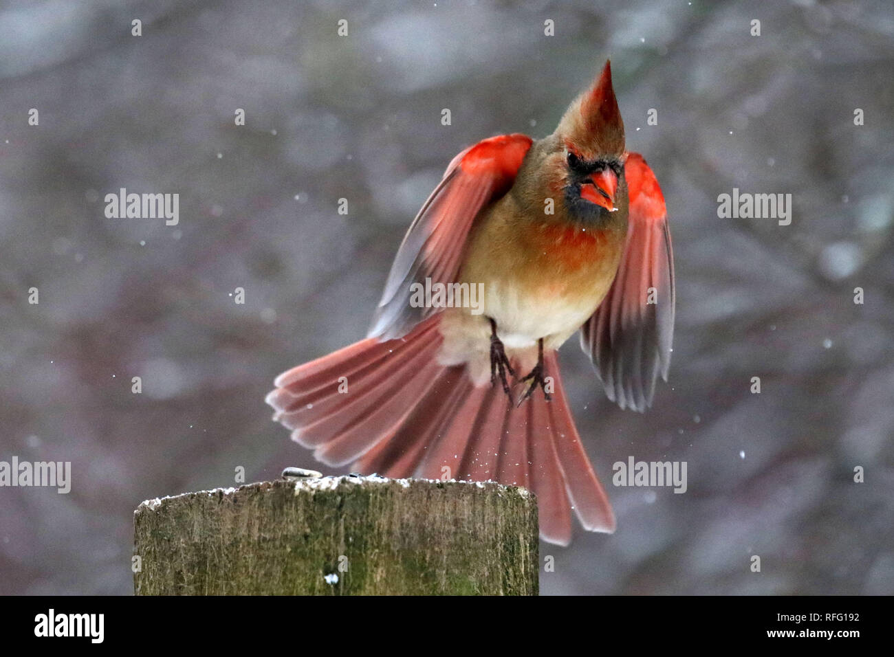 Conical shaped beak hi-res stock photography and images - Alamy