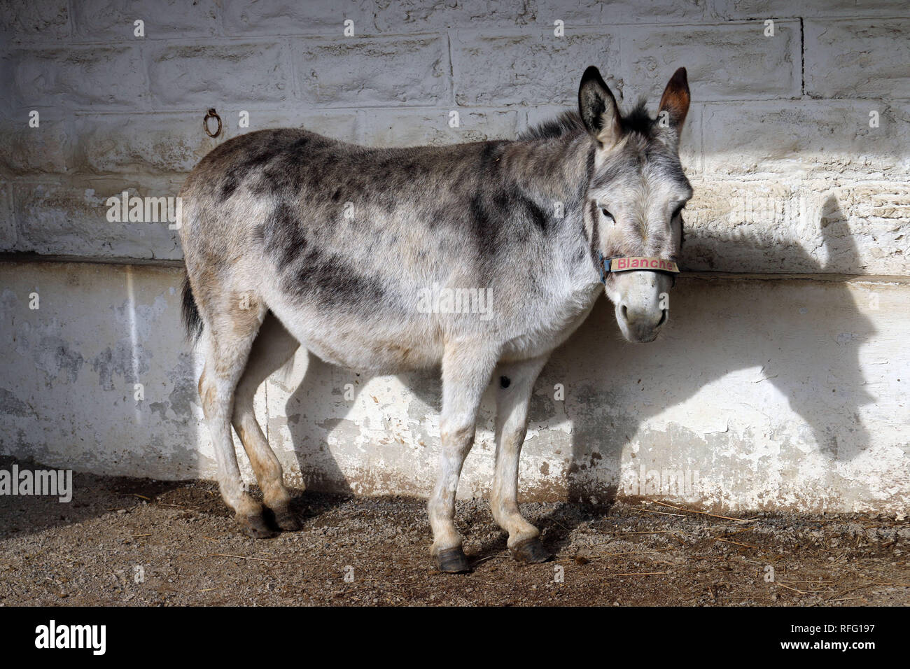 Female donkey hi-res stock photography and images - Alamy