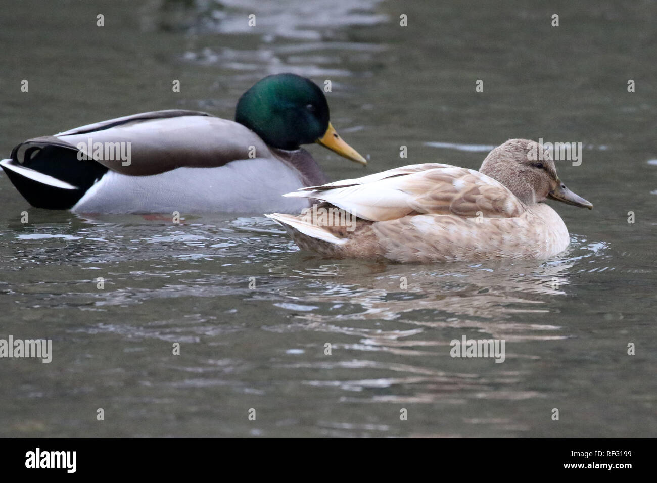 Mallard drake preening feathers in hi-res stock photography and images ...