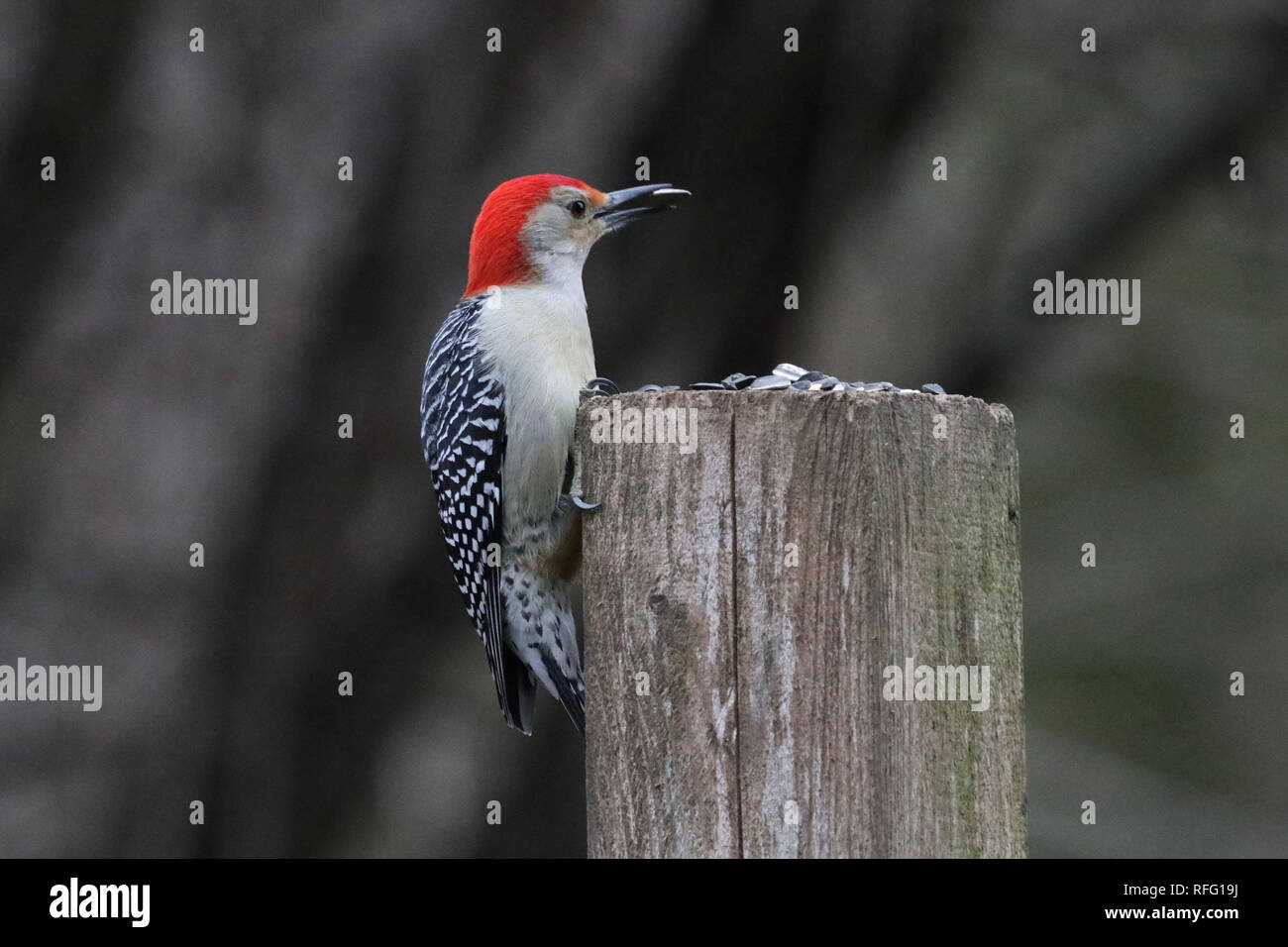 Red belly and red back of head hi-res stock photography and images - Alamy